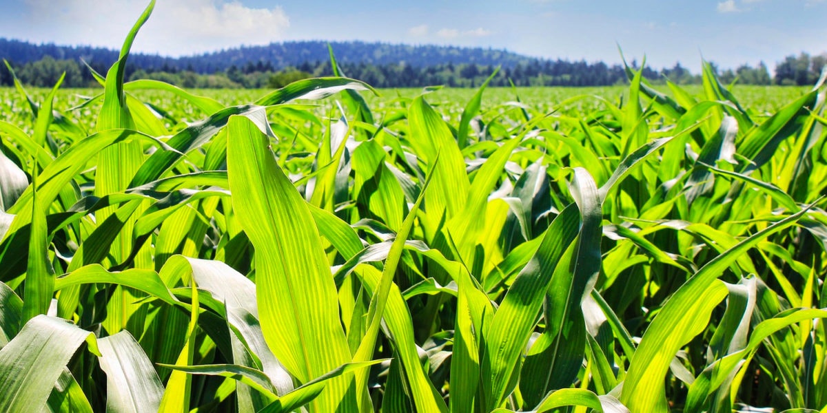 Corn Whiskey Defined & Recommended | Distiller