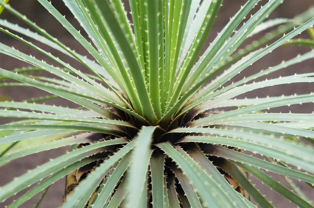 The Emerging World of American Agave Spirits | Distiller