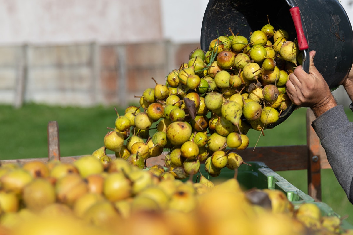 Calvados Guide: How About Them Apples | Distiller