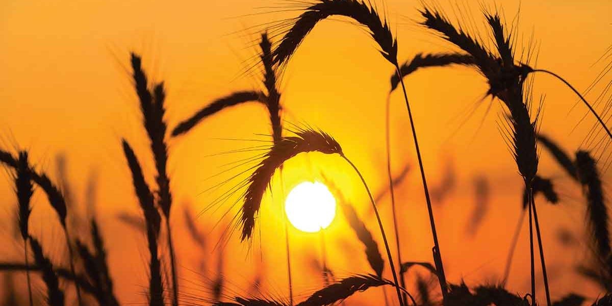 The Best American Craft Rye Whiskeys on the Market | Distiller